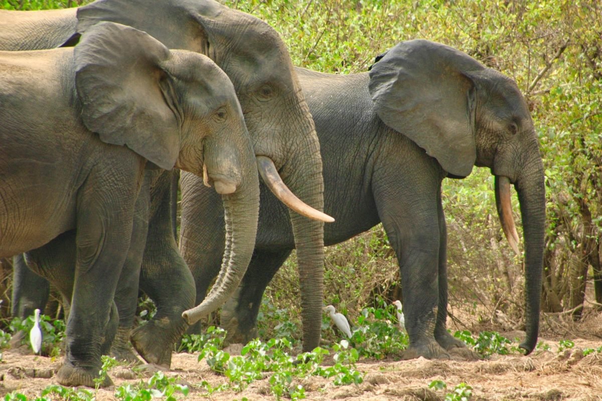 Biodiversity, Conservation and Sustainability in Practice (The National ...